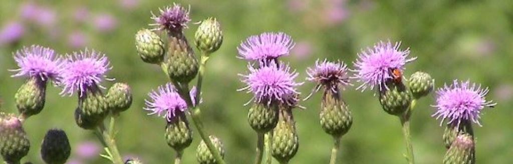 Invasive Species – Carson Water Subconservancy District